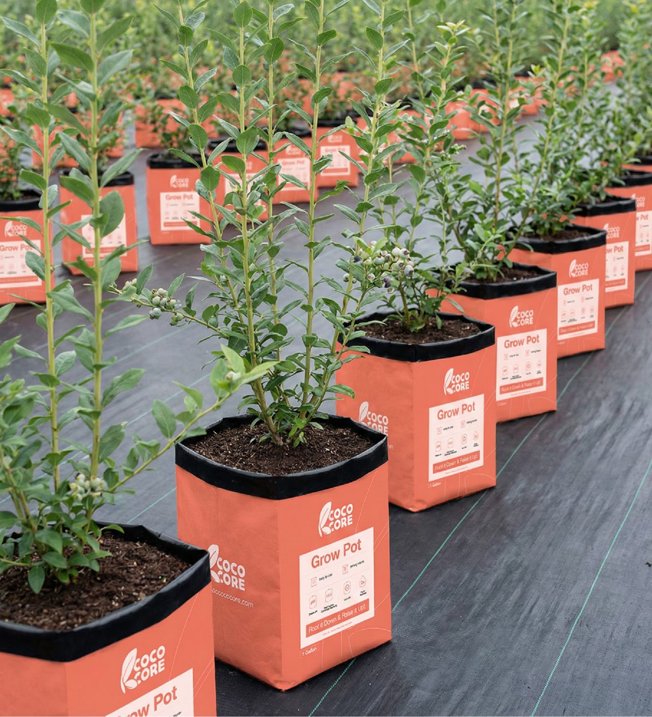 About Us | The Coco Core – Eco Coir for a Greener Future